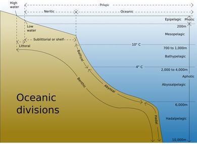 Ocean Floor Profile Definitions And Features | Viewfloor.co